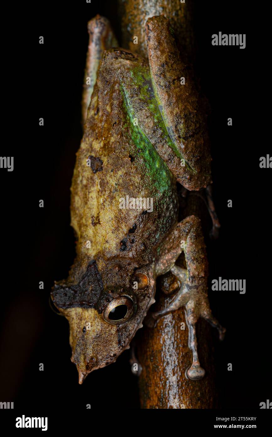 Gran Rio Snouted Treefrog (Scinax proboscideus) Long-nosed tree frog on ...