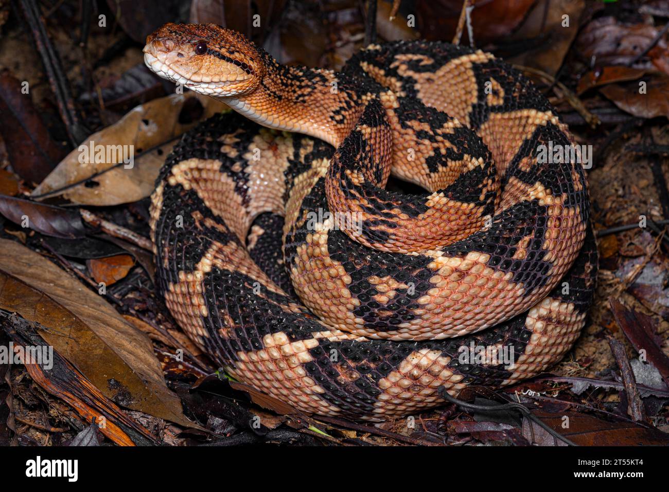Bushmaster (Lachesis muta), South America's largest venomous snake, at ...