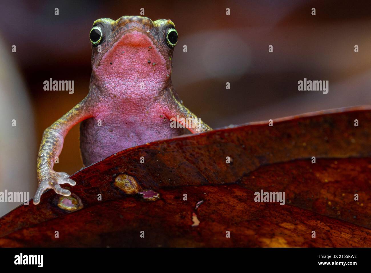 Cayenne stubfoot Toad (Atelopus flavescens) on a leaf, French Guiana ...