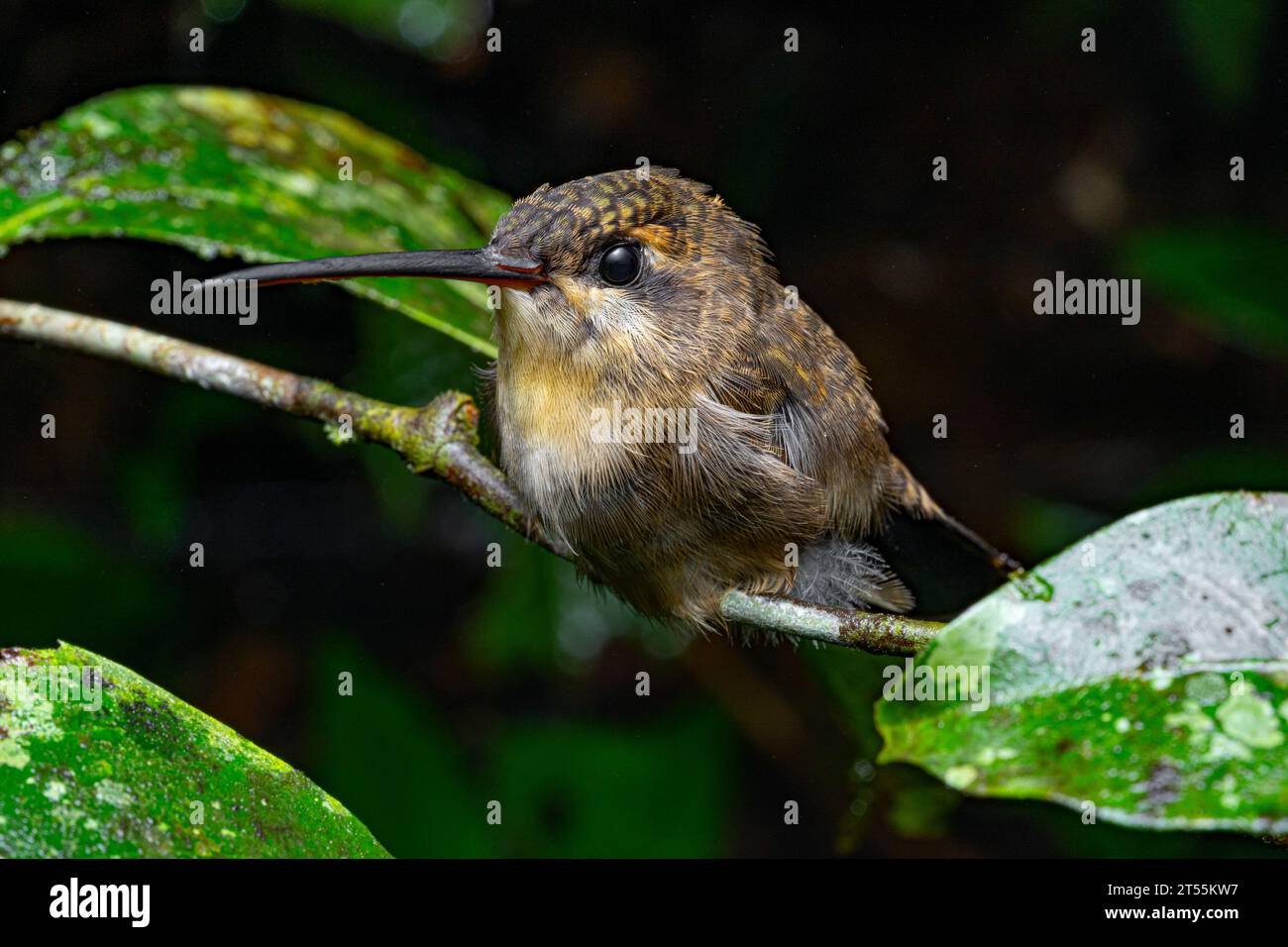 Hermit (Phaethornis sp) Small, indeterminate hummingbird resting at ...