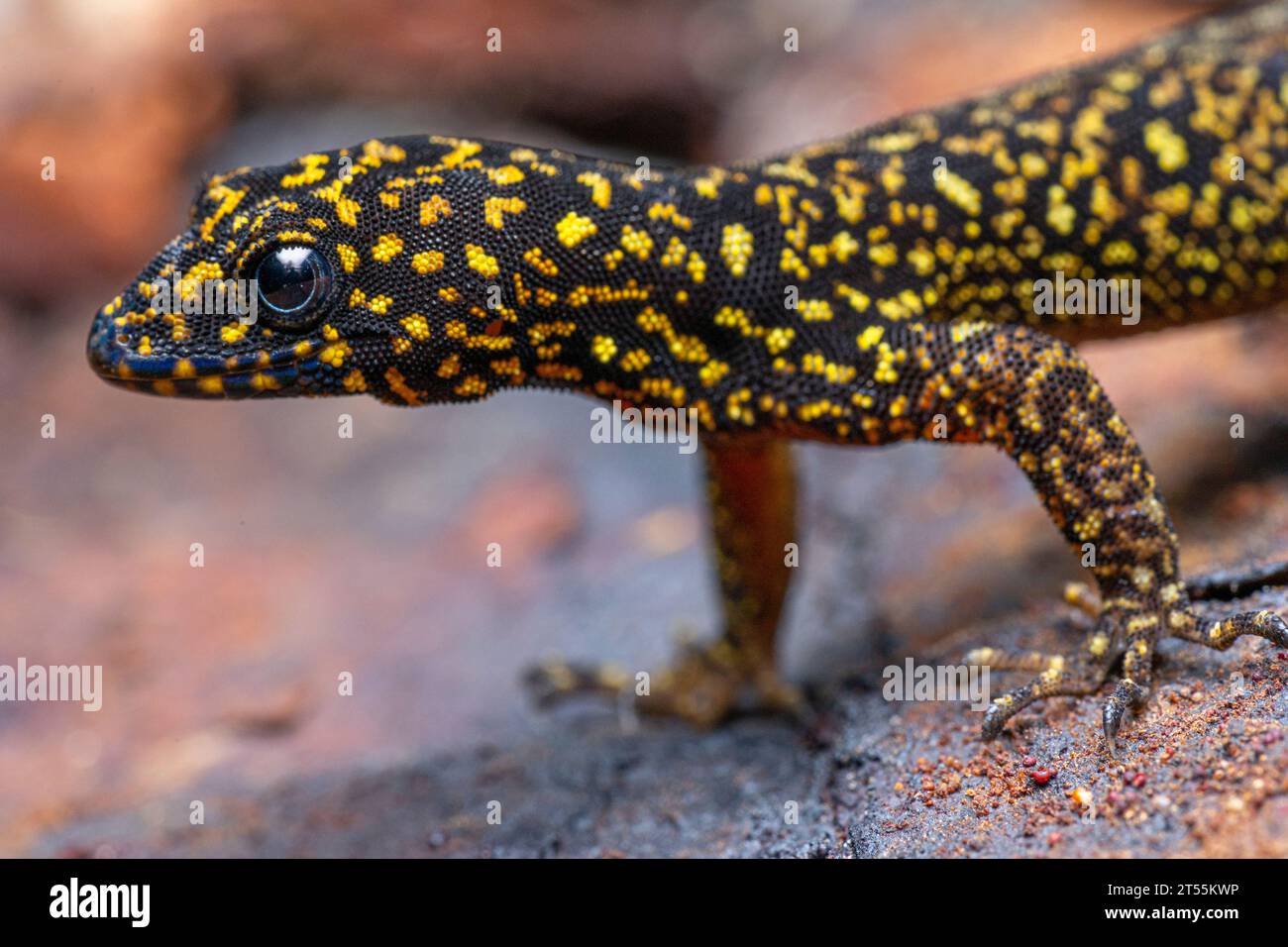Annulated Gecko (Gonatodes annularis), French Guiana Stock Photo - Alamy