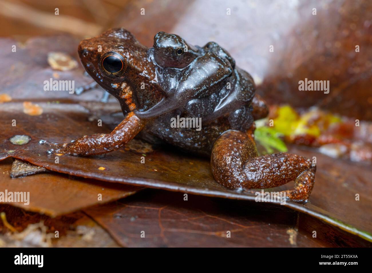 Rocket Frog (Anomaloglossus blanci) with froglets on back, Tresor ...