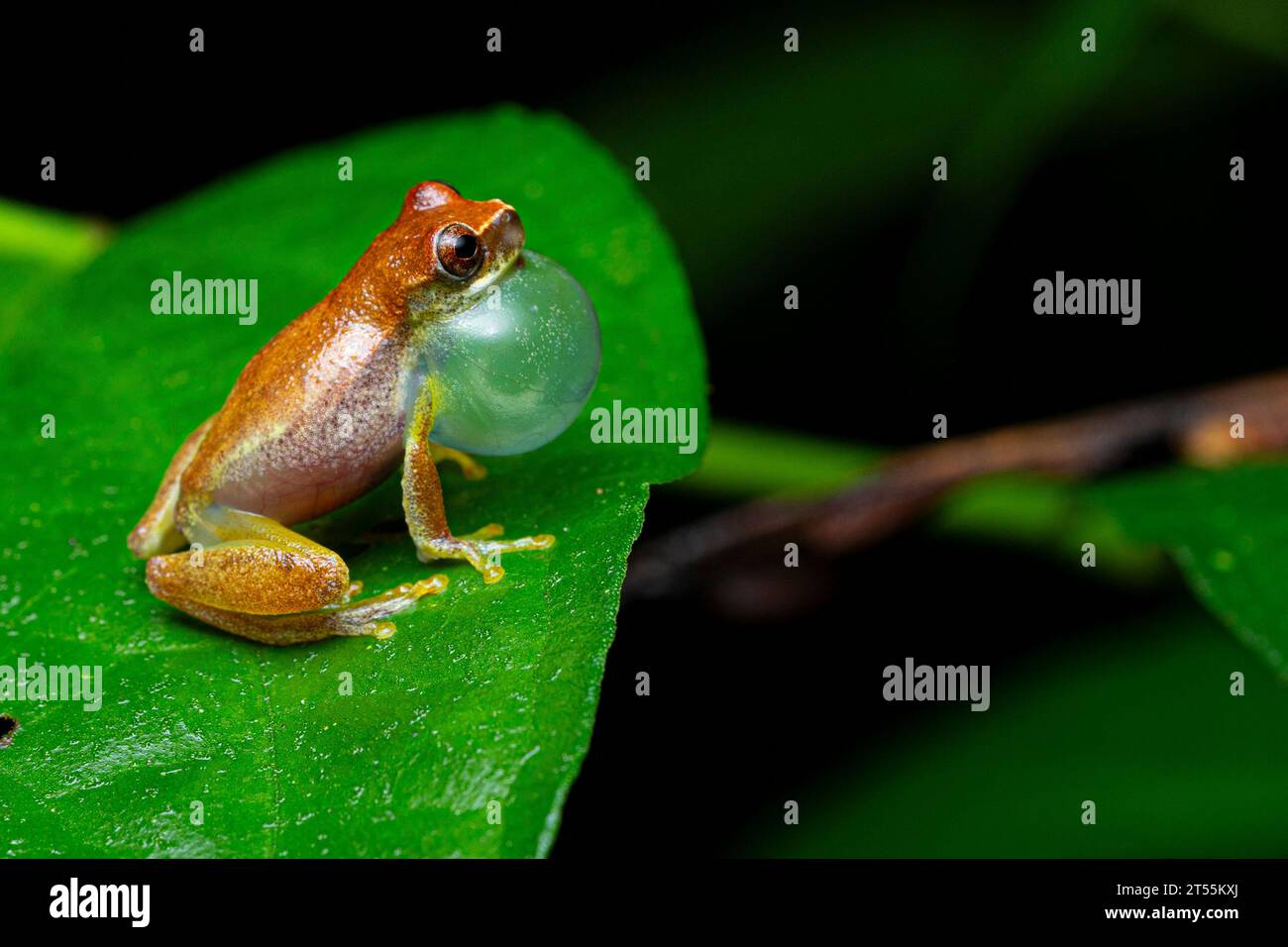 Tree frog (Dendropsophus sp) male singer of a small tree frog new to ...