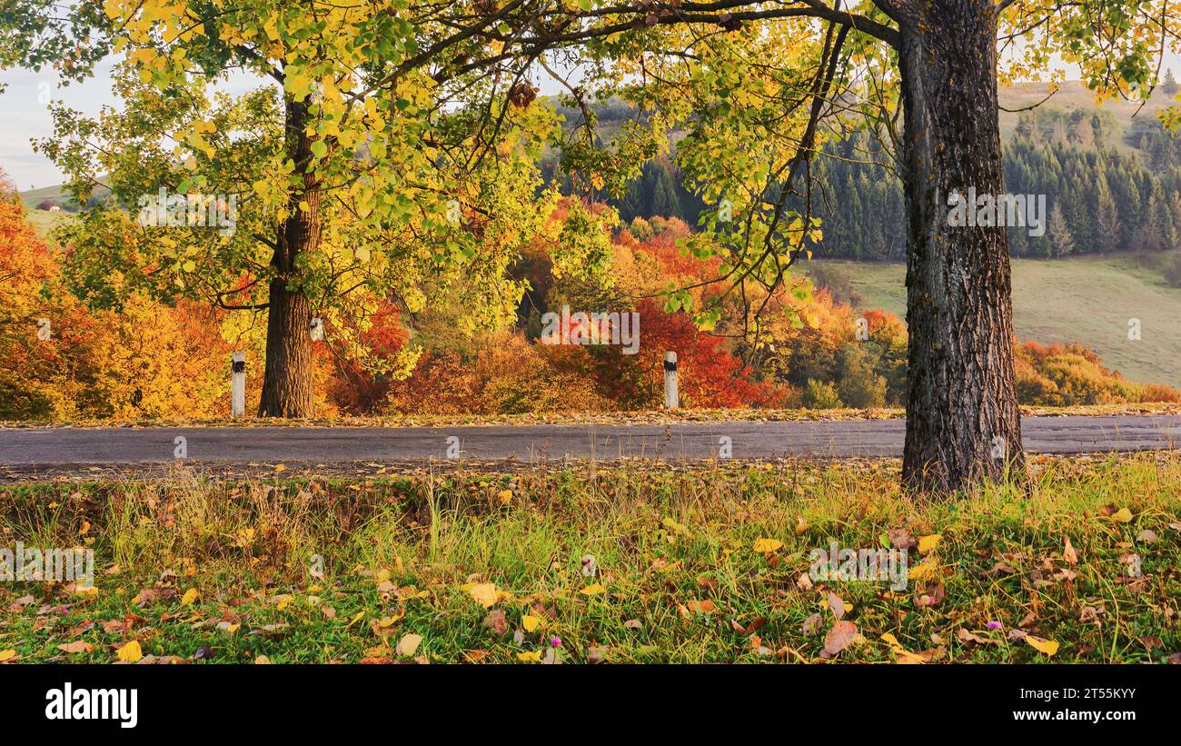 trees with colorful foliage by the road in morning light. autumn season ...
