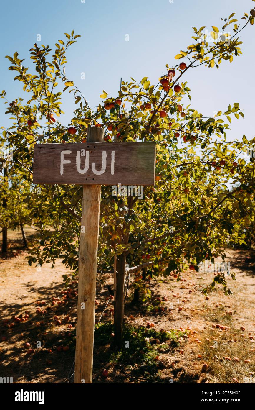 Apple orchard with Fuji sign labeling row Stock Photo - Alamy