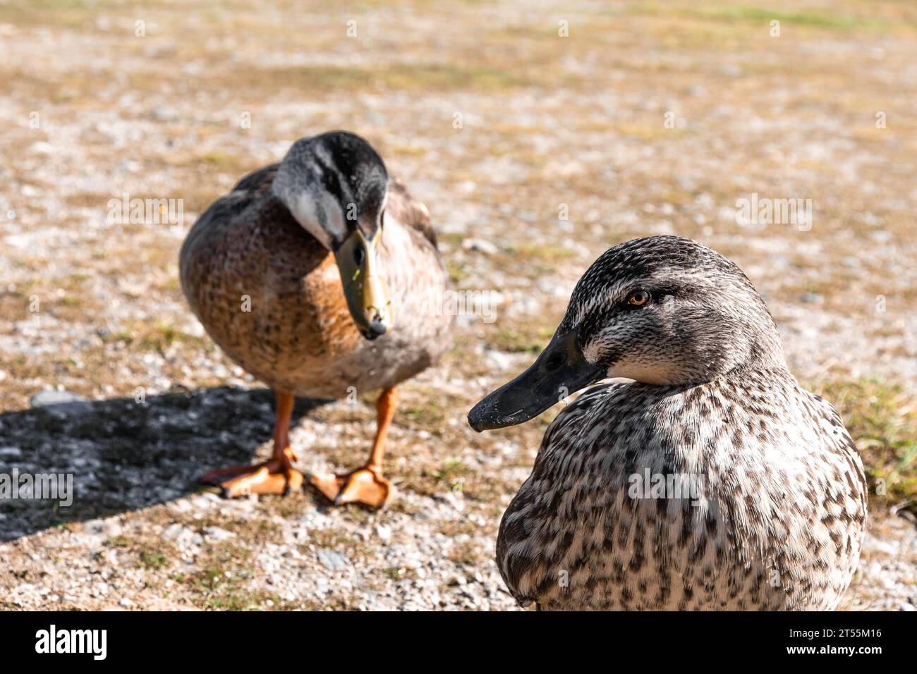 Sitting beautiful brown duck hi-res stock photography and images - Alamy