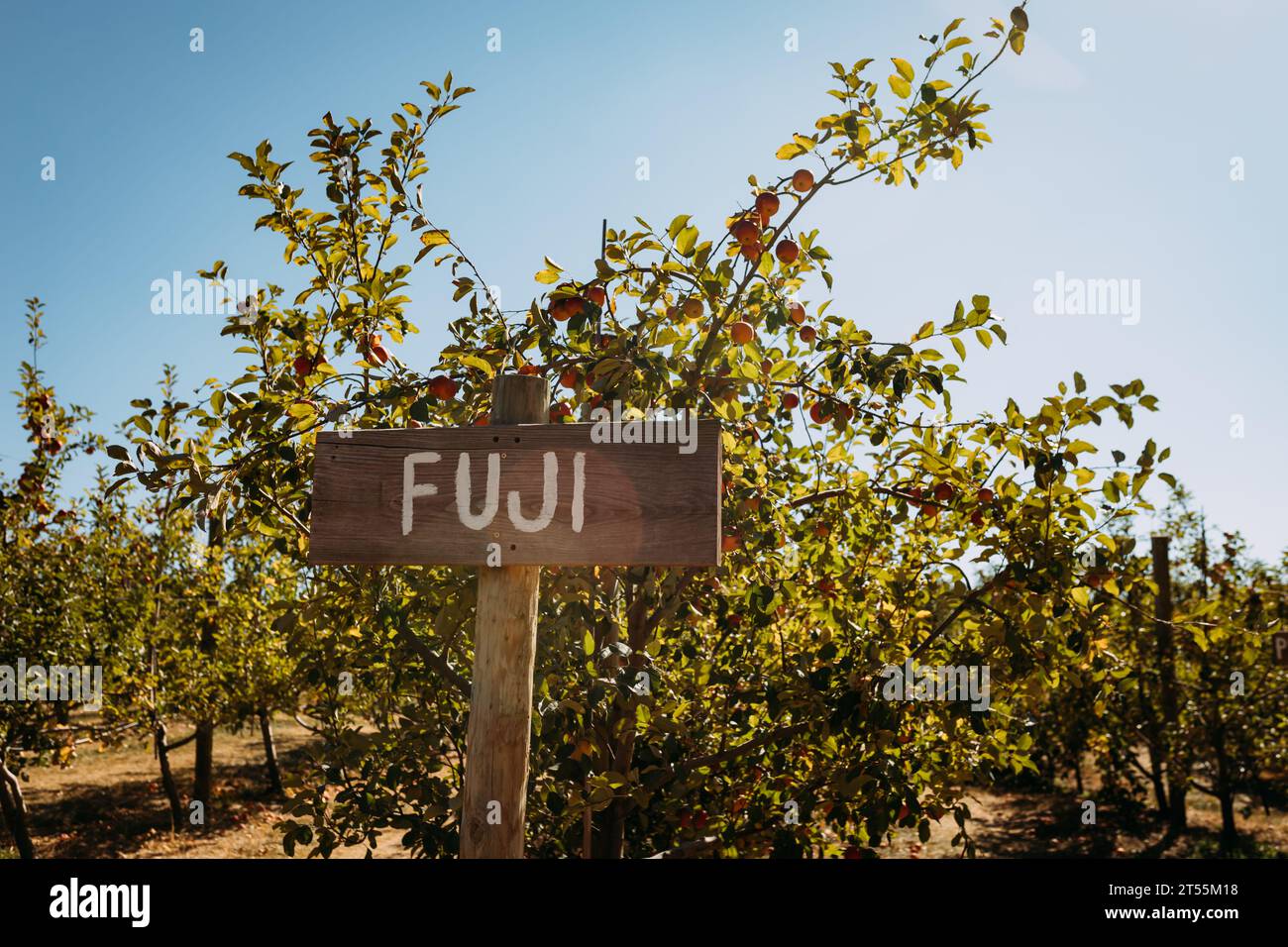 Fuji sign in front of apple trees at orchard Stock Photo - Alamy