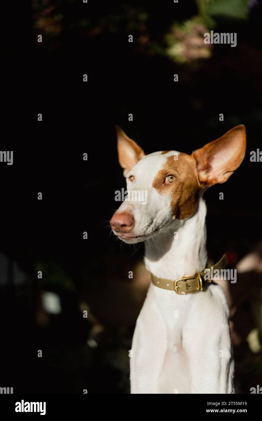 Podenco Ibicenco dog (Ibizan Hound), elegant greyhound, portrait Stock ...
