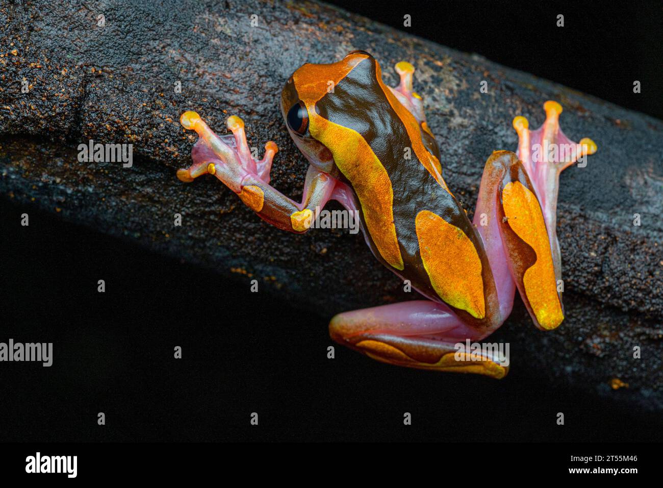 White leaf frog (Dendropsophus leucophyllatus) on a branch, French ...