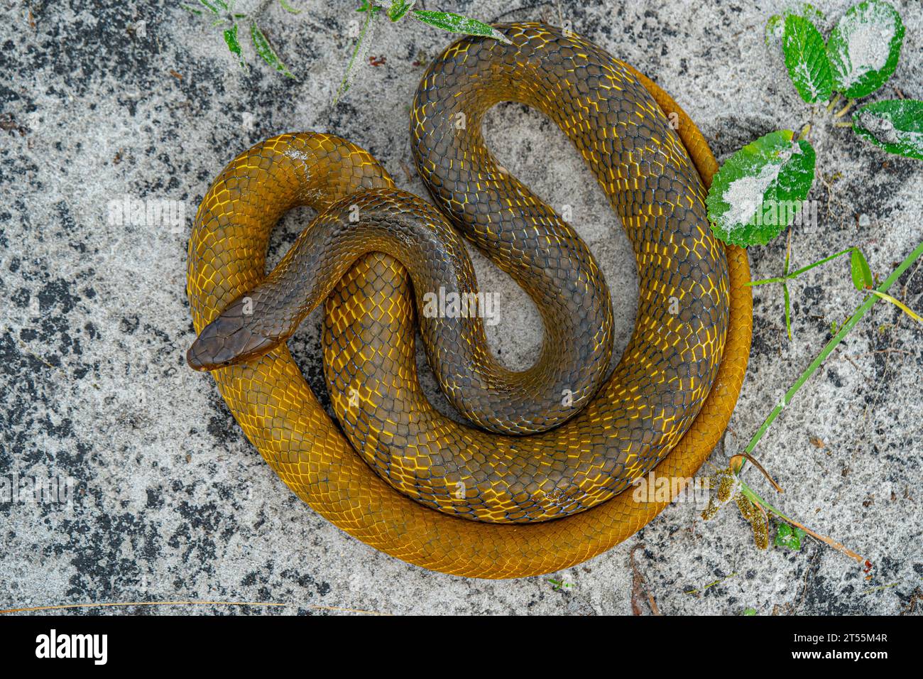 Indigo snake (Drymarchon corais) color gradient of the indigo snake ...