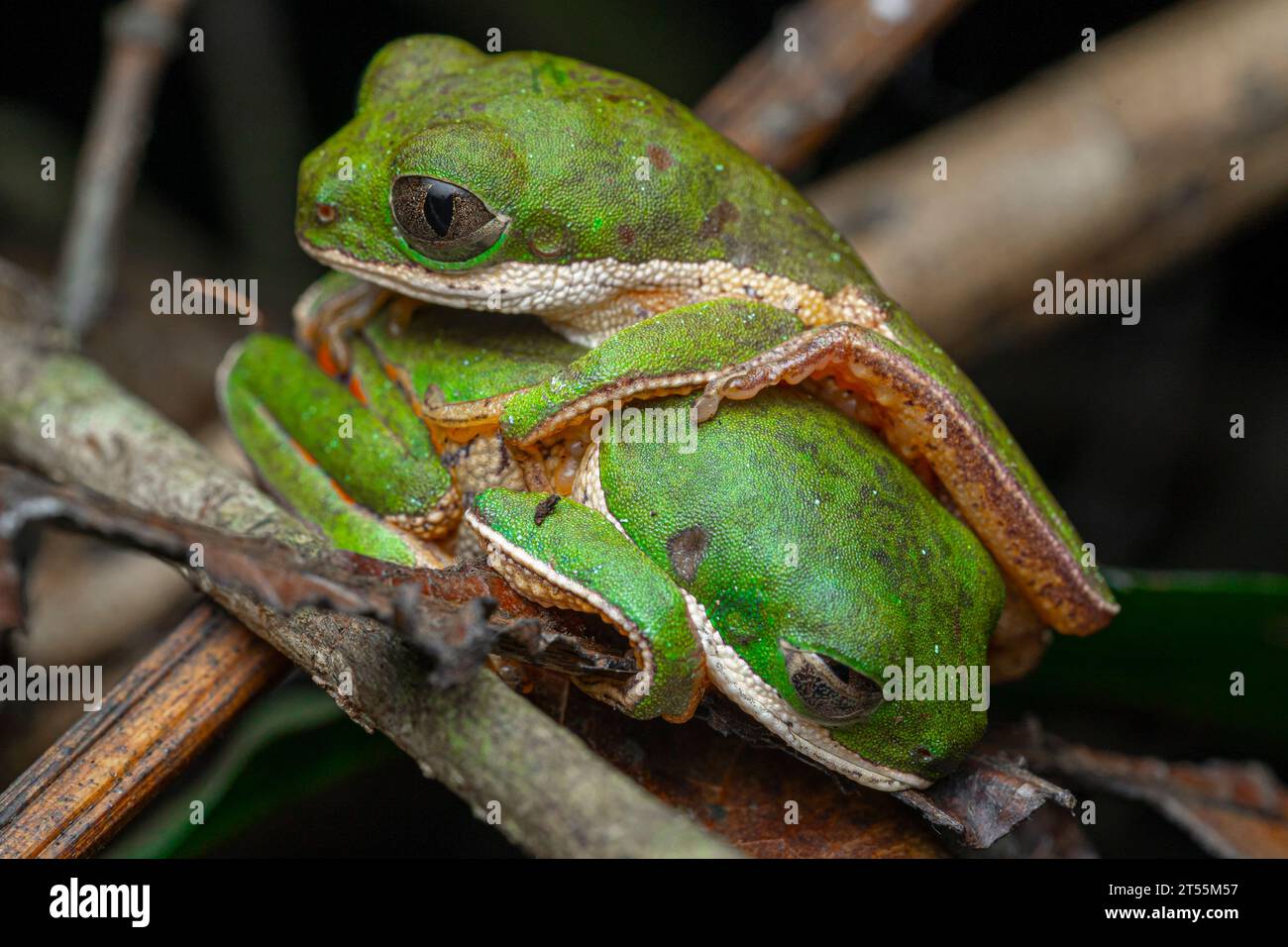 Northern orange-legged leaf frog (Pithecopus hypochondrialis) two small ...