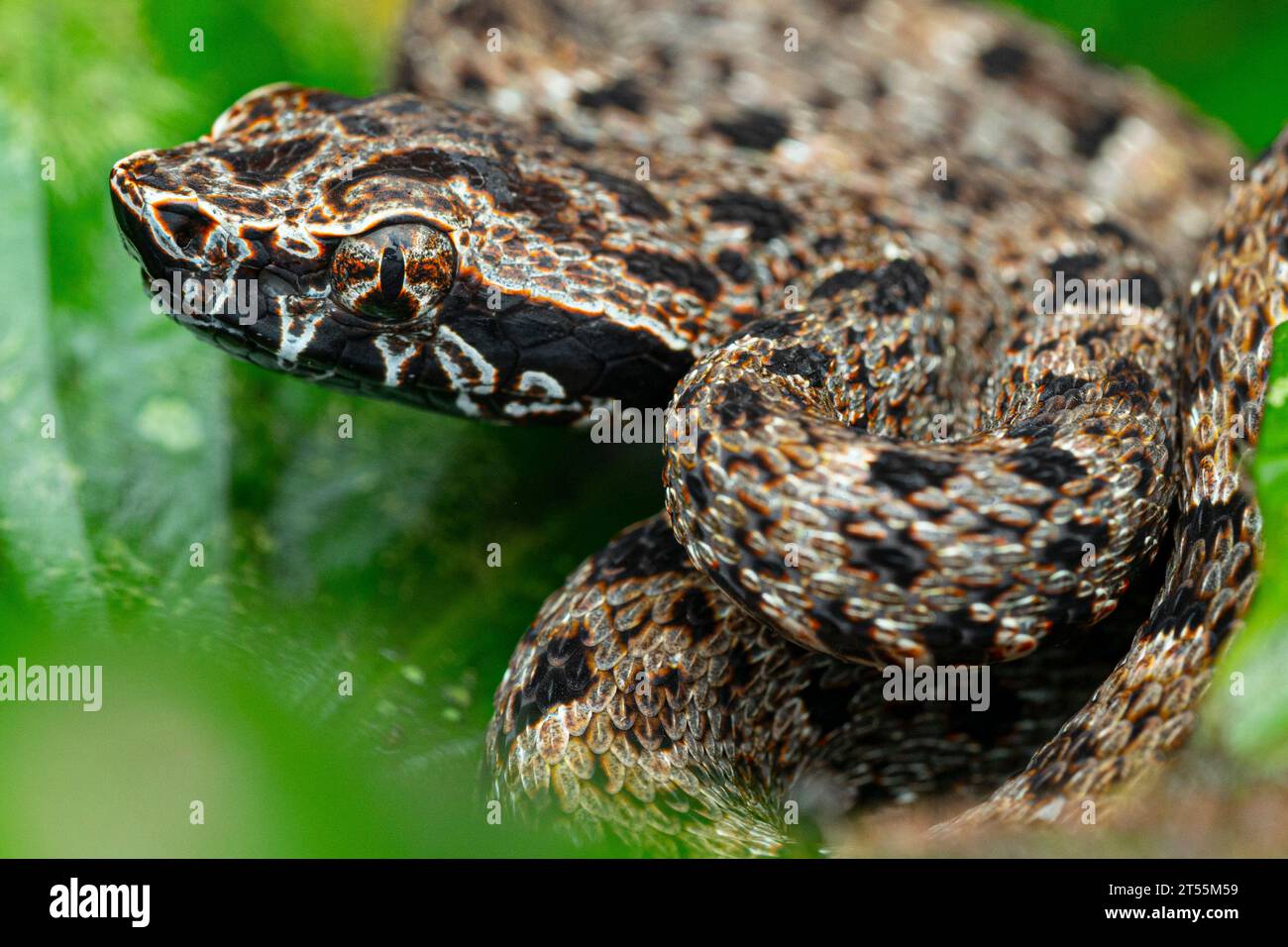 Common lancehead (Bothrops atrox) portrait, French Guiana Stock Photo ...