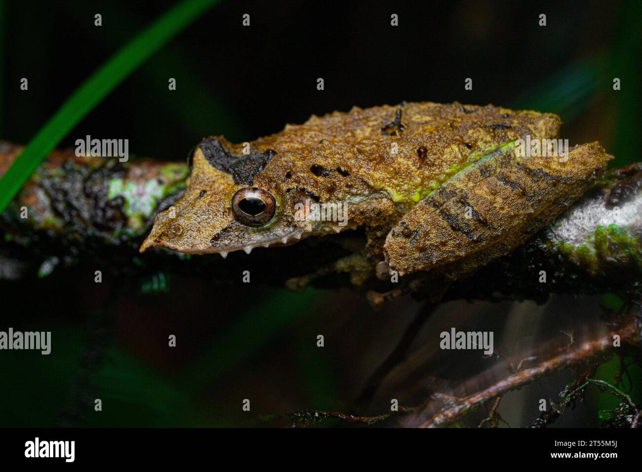 Gran Rio Snouted Treefrog (Scinax proboscideus) Long-nosed tree frog on ...