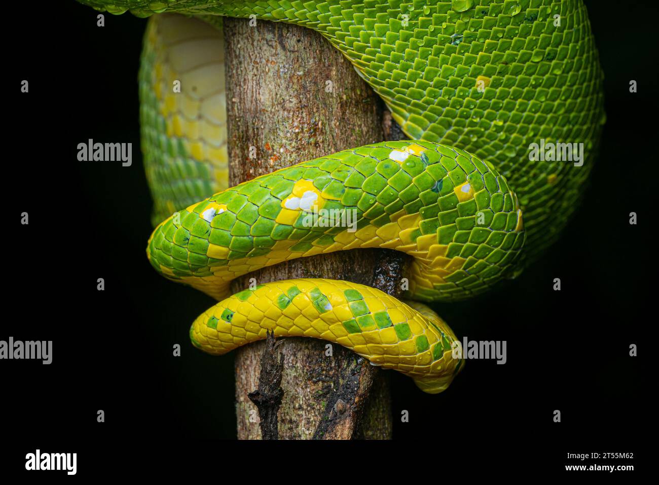 Emerald Tree Boa (Corallus caninus) Detail of the scale on the tail ...