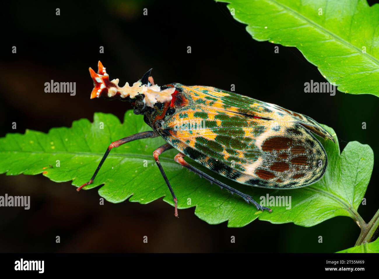 Lantern fly (Phrictus regalis) Incredibly shaped Lantern fly, Cacao ...