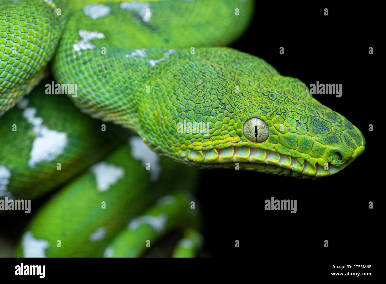 Emerald Tree Boa (Corallus caninus) portrait, French Guiana Stock Photo ...