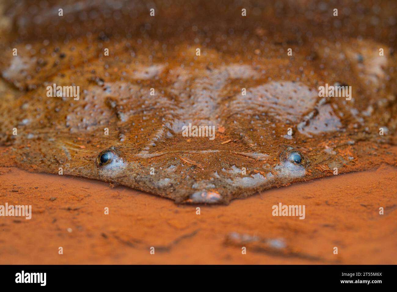 Surinam toad (Pipa pipa) portrait, French Guiana Stock Photo - Alamy