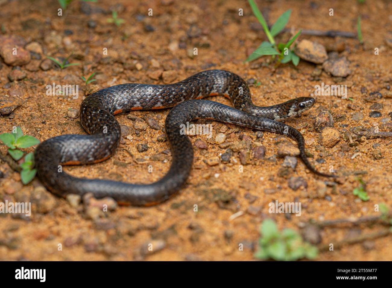 Short-snouted Marsh-Snake (Erythrolamprus breviceps) Harmless snake ...