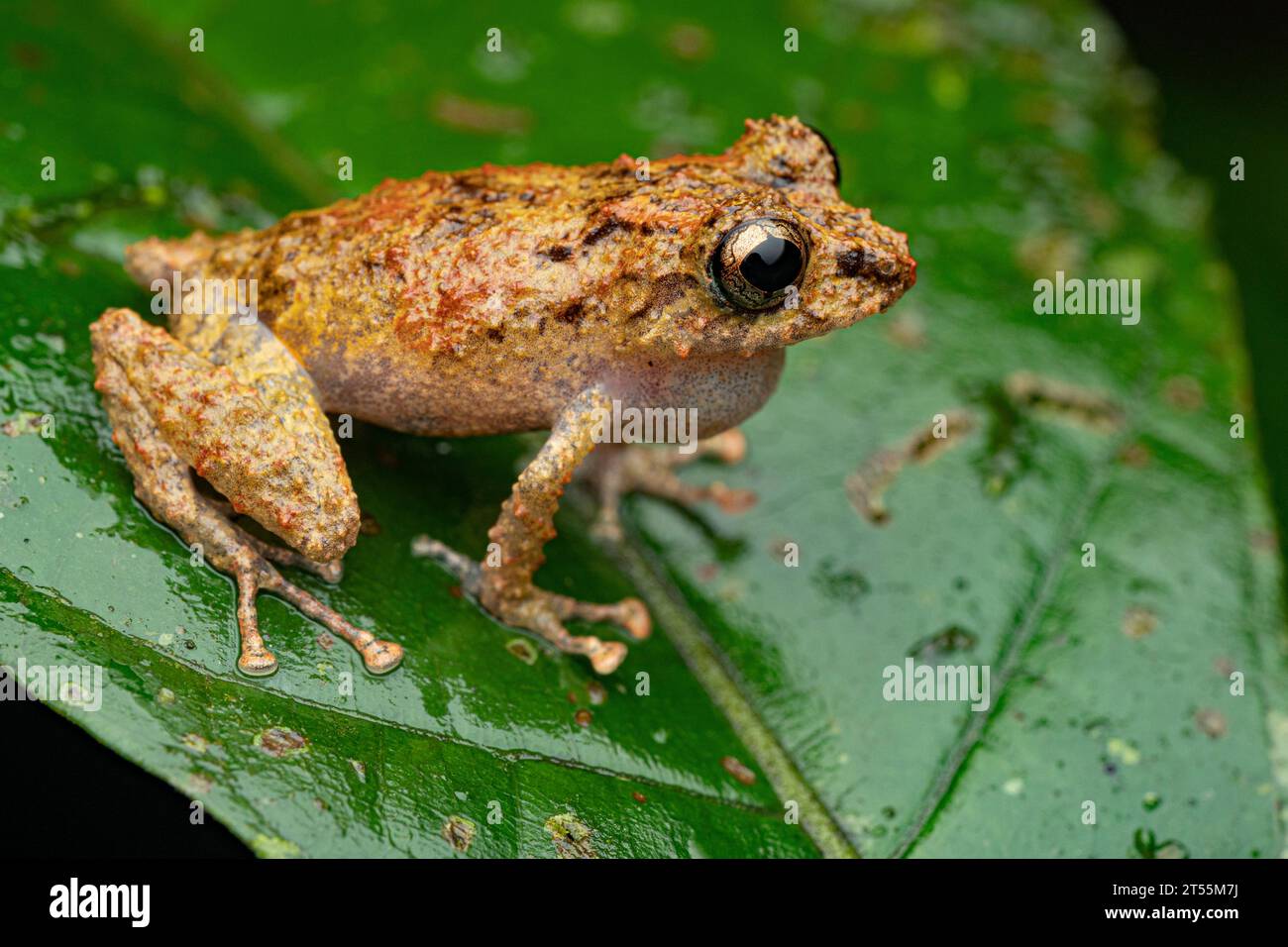 New River robber frog (Pristimantis inguinalis), French Guiana Stock ...
