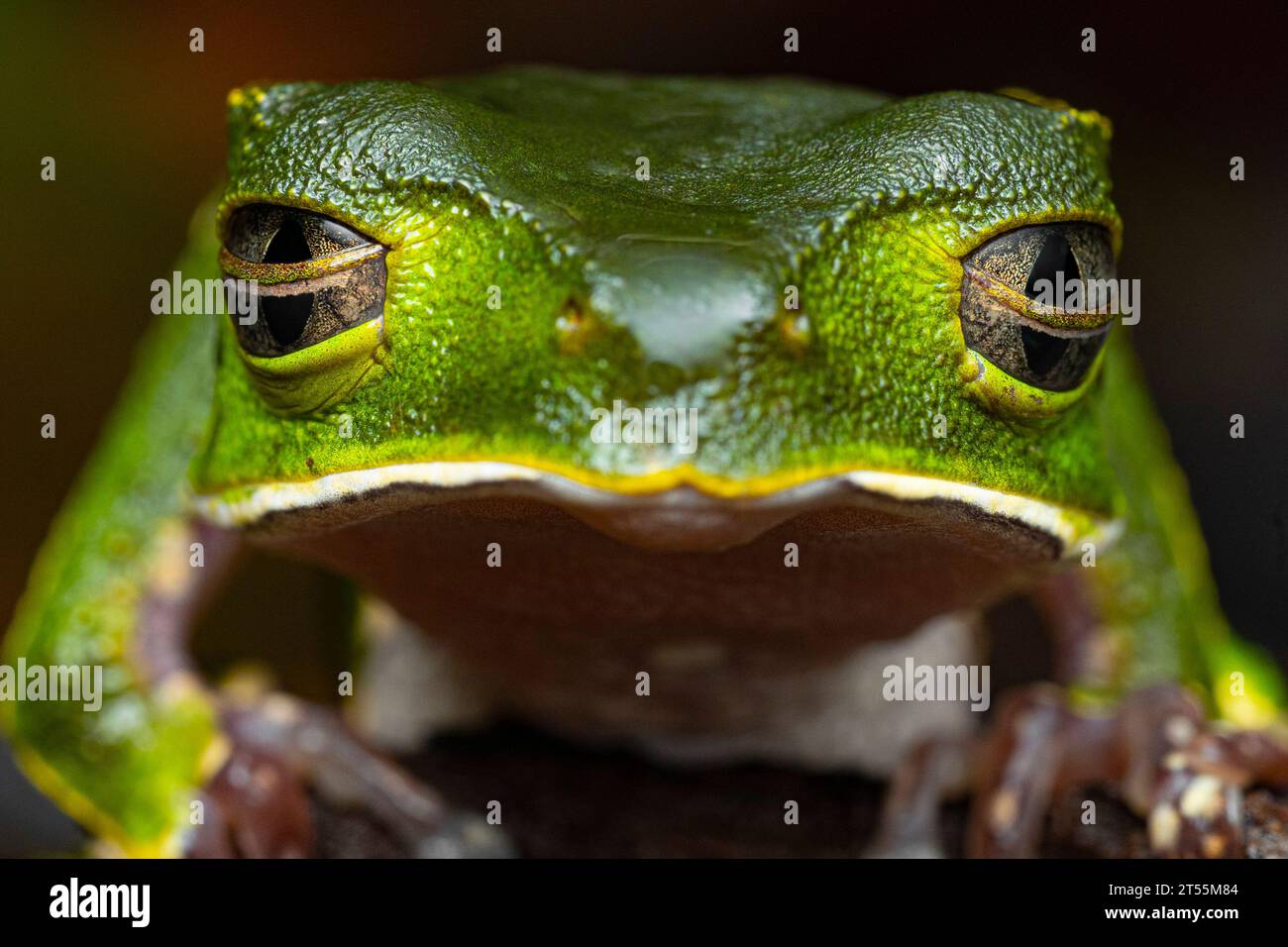 White-lined leaf frog (Phyllomedusa vaillantii) portrait of monkey frog ...