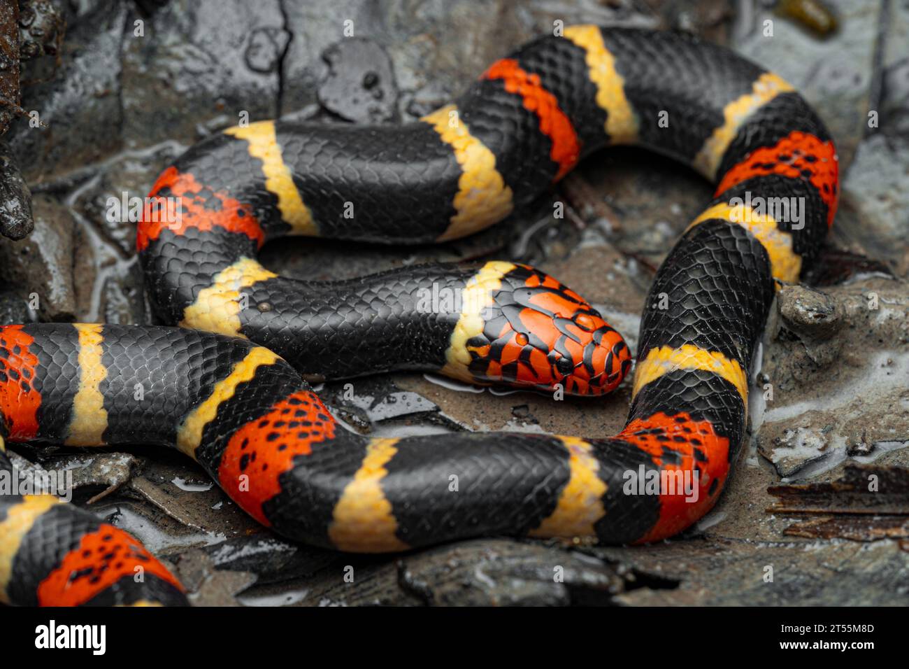 Aquatic coral snake (Micrurus surinamensis), French Guiana Stock Photo ...