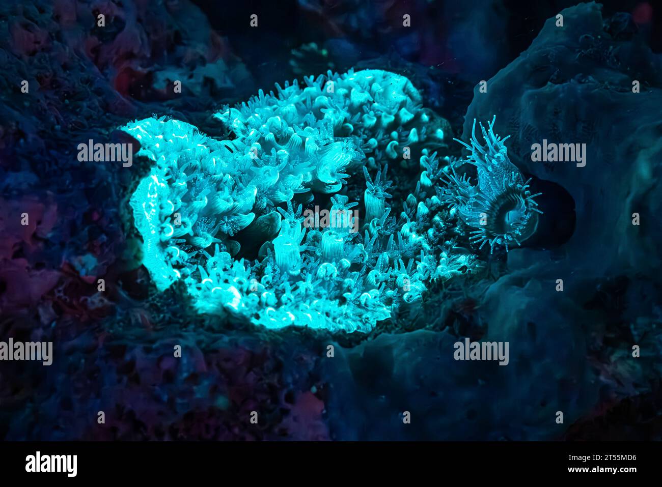 Fluorescent Sea anemones and Corals at night in the reef, Mayotte Stock ...