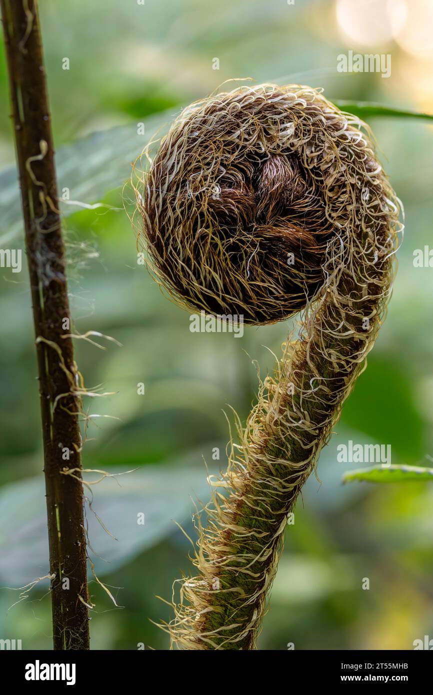 Australian tree fern crook (Sphaeropteris cooperi Stock Photo - Alamy