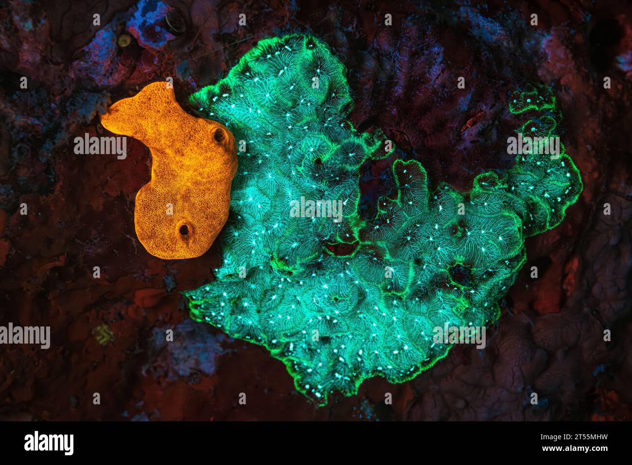Sponge and fluorescent coral side by side in the half-light of the S ...