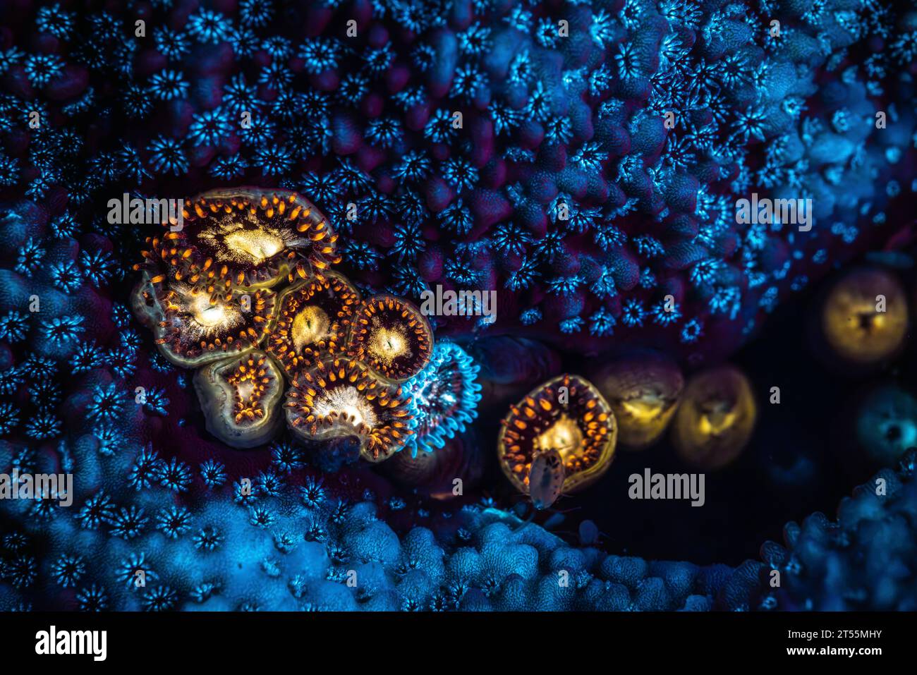 Fluorescent sea anemone and coral, small colony of anemones in the ...