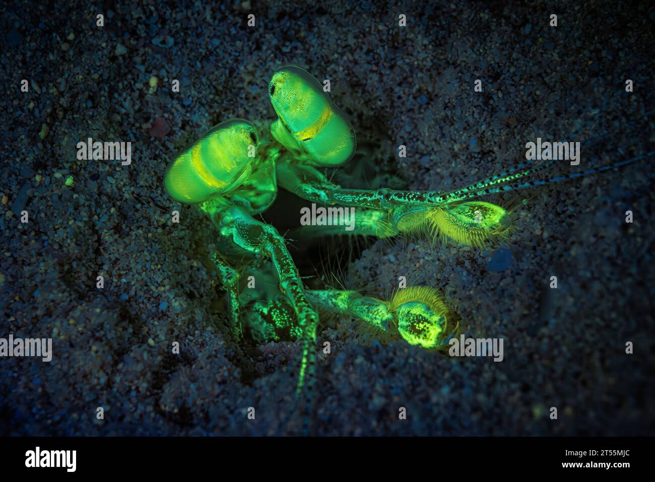 Fluorescent Mantis shrimp (Lysiosquilla sp) at night, tending its hole ...