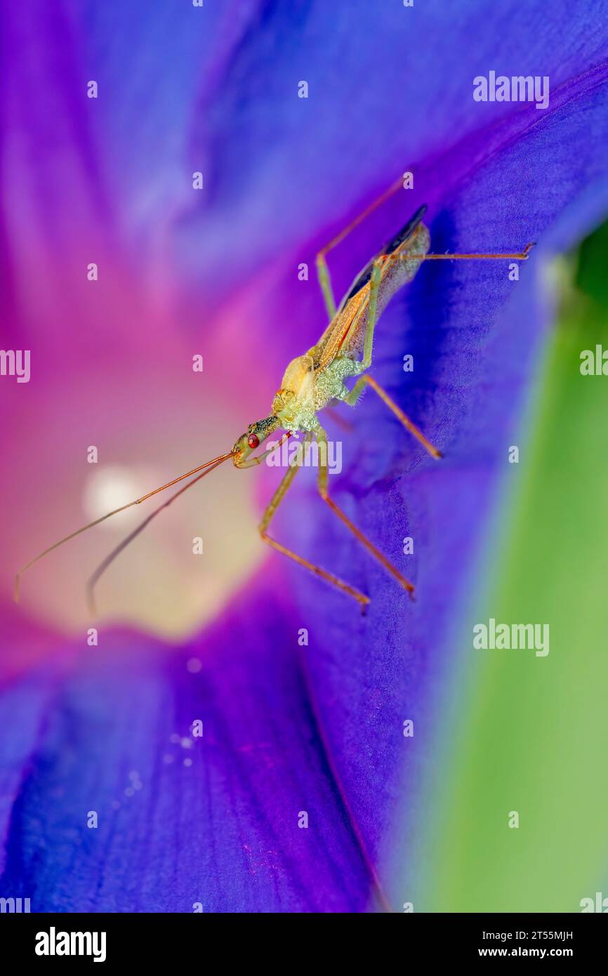 Leaf hopper assassin bug (Zelus renardii) on Morning Glory (Ipomoea ...