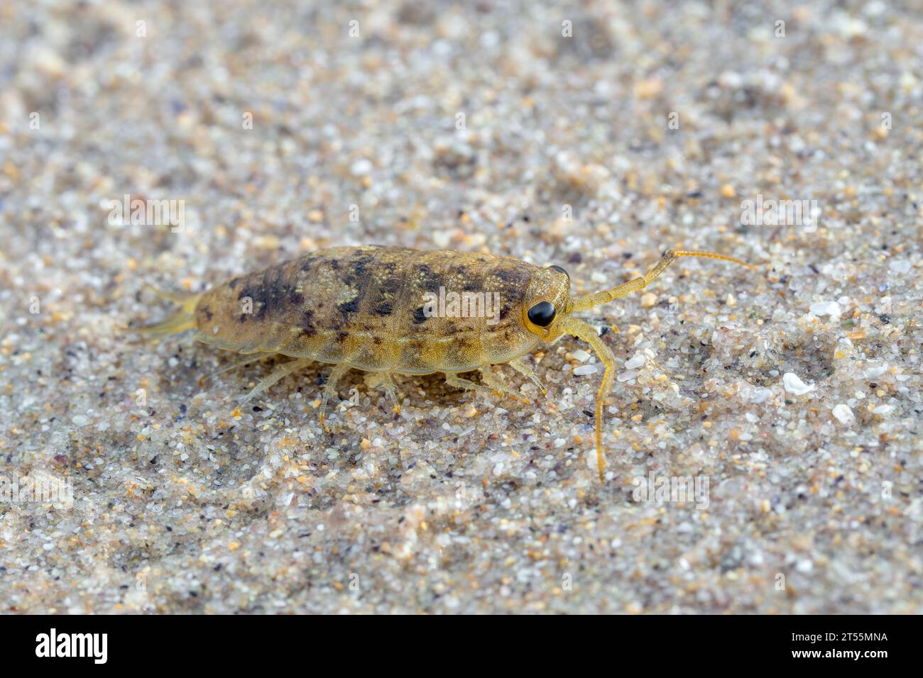 Sea Slater (Ligia oceanica) walking on the wet sand of the foreshore ...