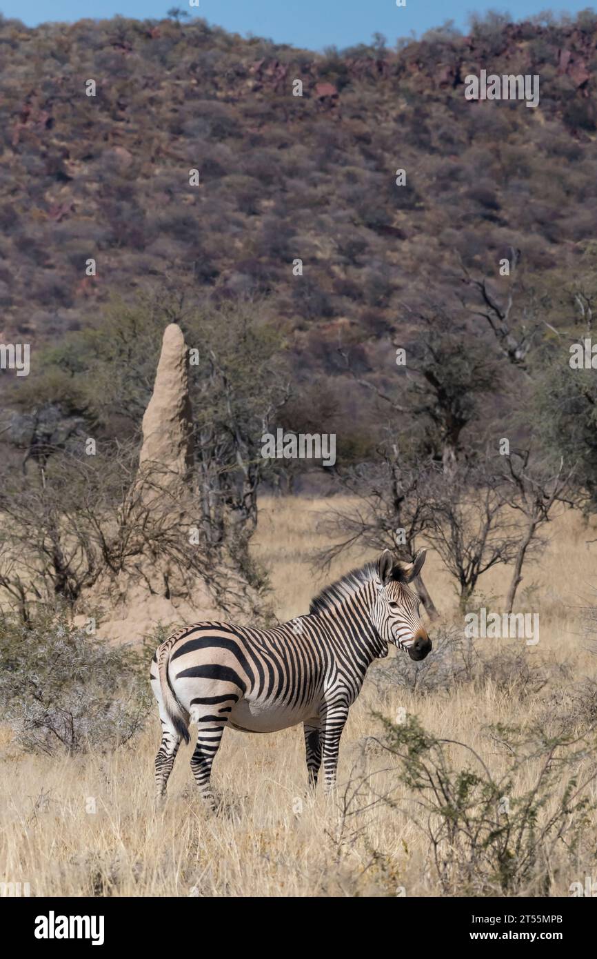 Hartmann's mountain zebra (Equus zebra hartmannae) and termite mound ...