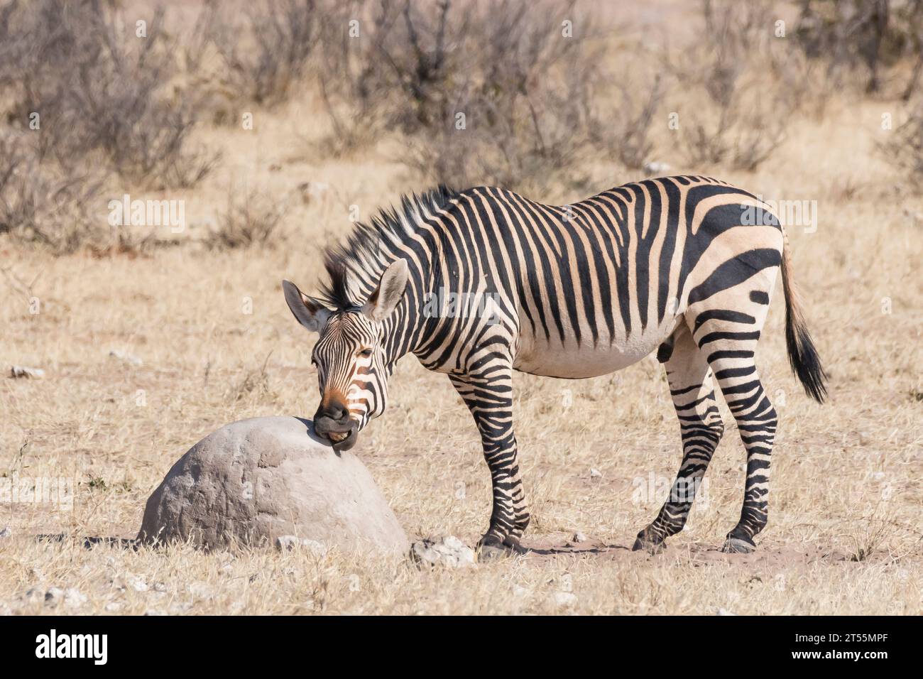 Hartmann's mountain zebra (Equus zebra hartmannae) with a ball of earth ...