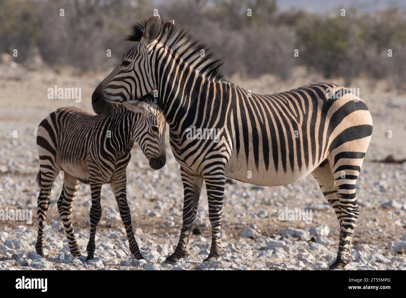 Hartmann's mountain zebra (Equus zebra hartmannae) female and young, Etosha National Park ...