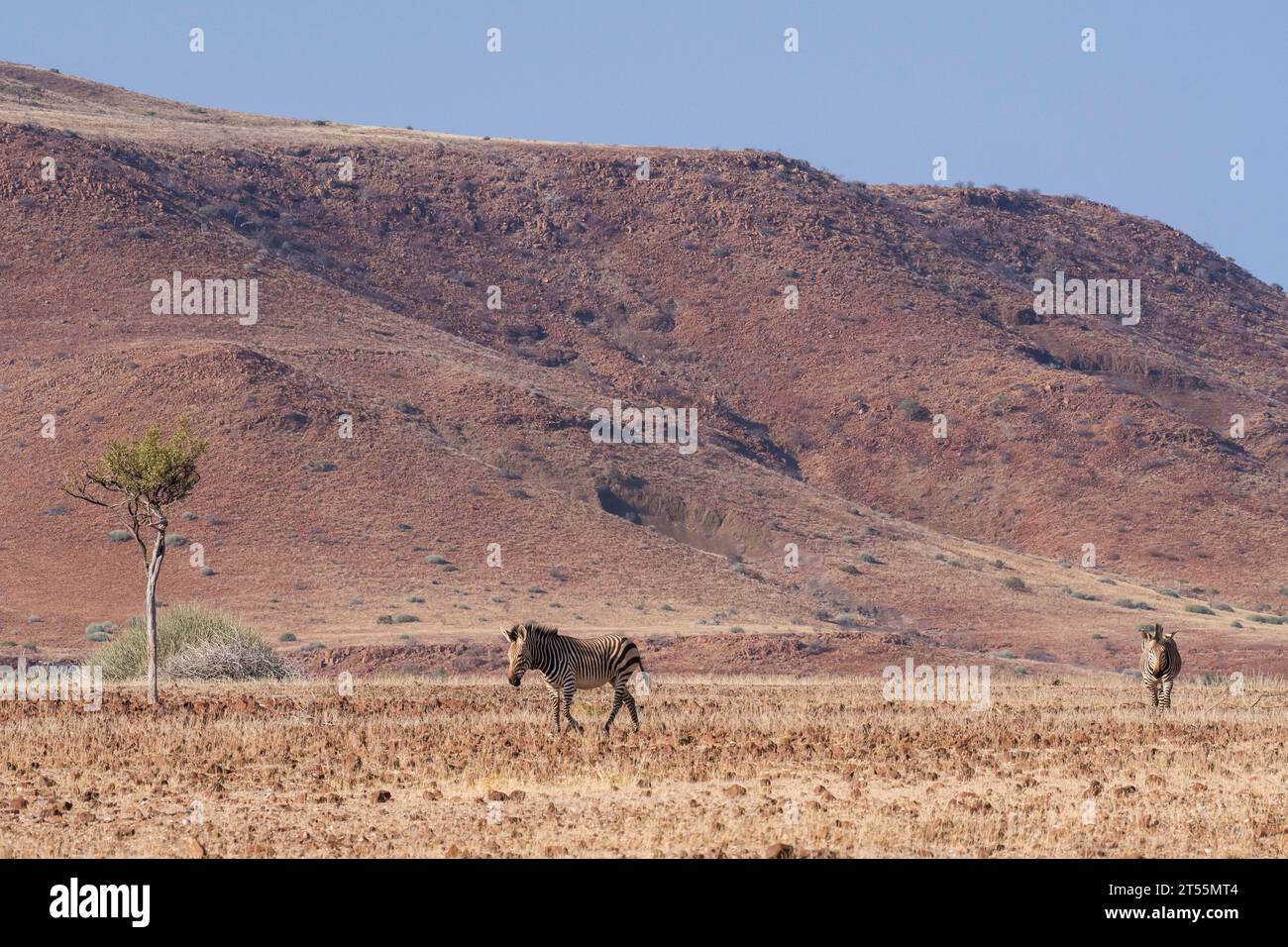 Hartmann's mountain zebras (Equus zebra hartmannae), Palmwag Reserve ...