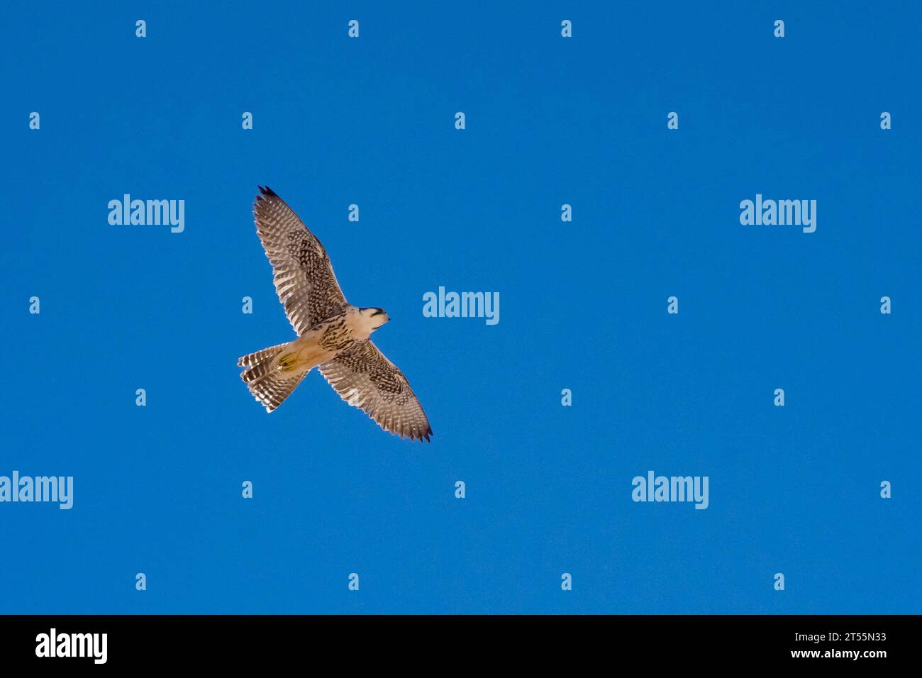 Lanner Falcon (Falco biarmicus) in flight, Kgalagadi Transfrontier Park ...