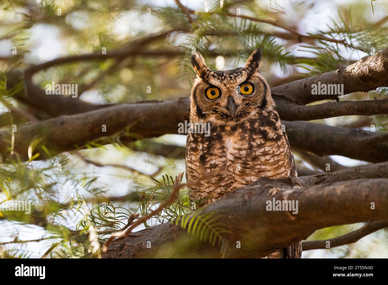 Spotted eagle-owl (Bubo africanus) on a branch, Namib Rand Family Hideout, Namib Desert Reserve ...