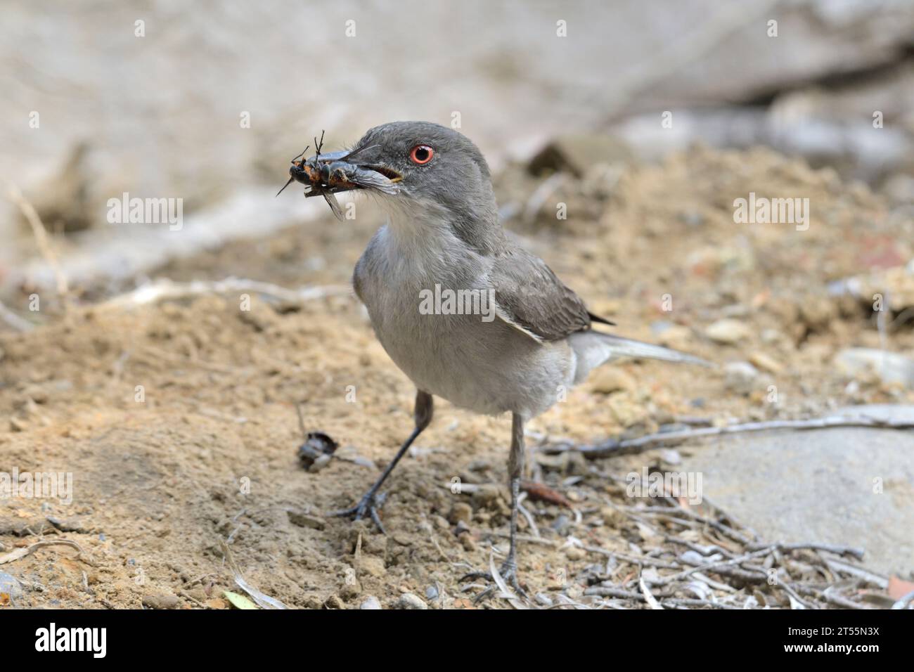 Fire-eyed Diucon (Xolmis pyrope), on the ground with insect in beak ...
