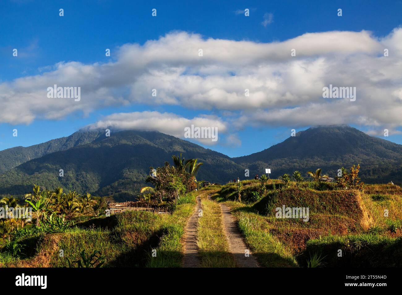 UNESCO World Heritage site; Jatiluwih rice terraces, below the Batukaru mountains. Bali ...