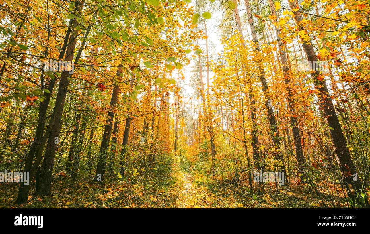 Change Season From Green Summer To Yellow Colors of Autumn Fore Stock ...