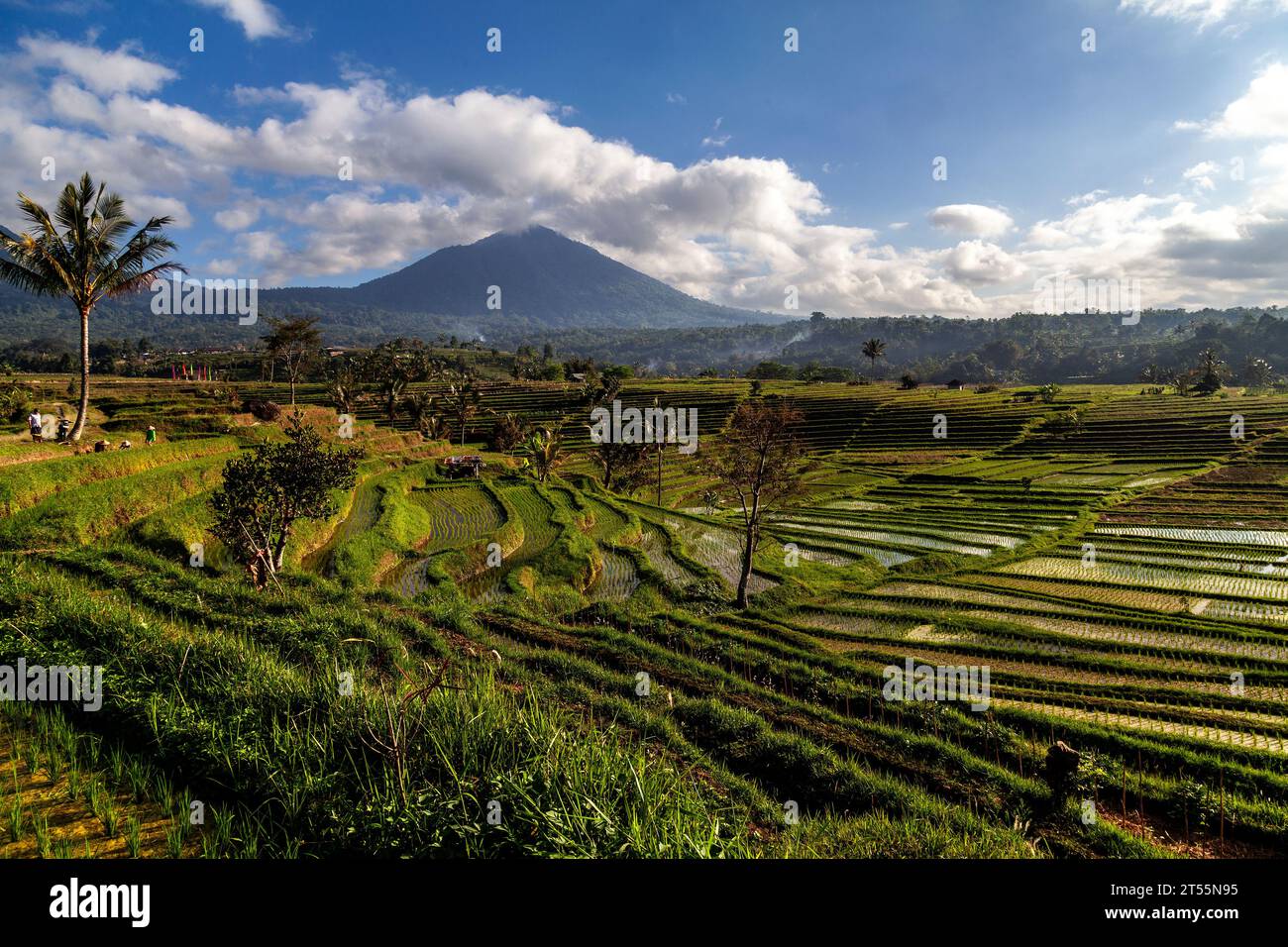 UNESCO World Heritage site; Jatiluwih rice terraces, below the Batukaru mountains. Bali ...