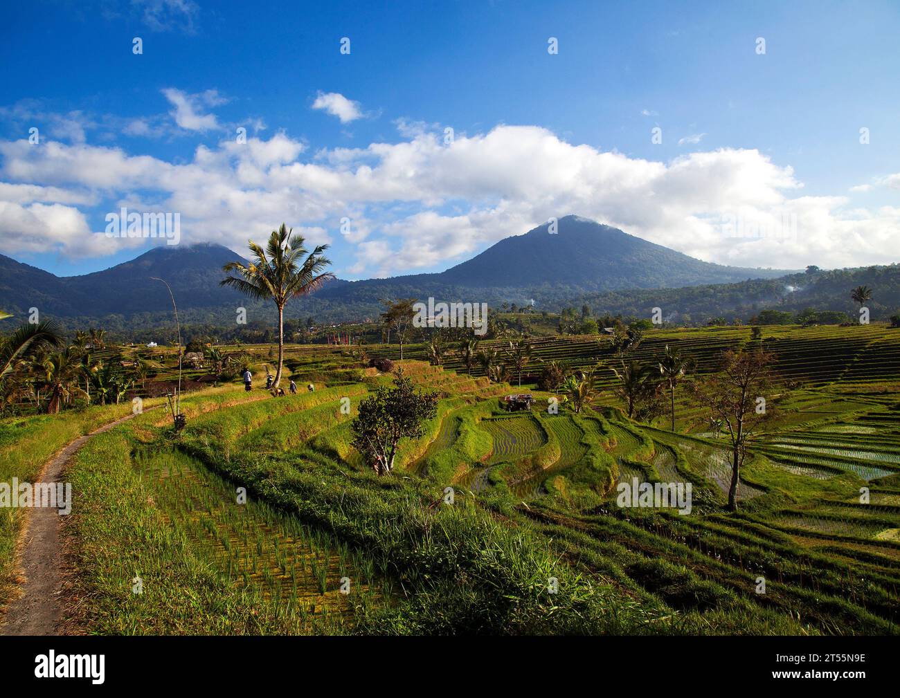 UNESCO World Heritage site; Jatiluwih rice terraces, below the Batukaru mountains. Bali ...