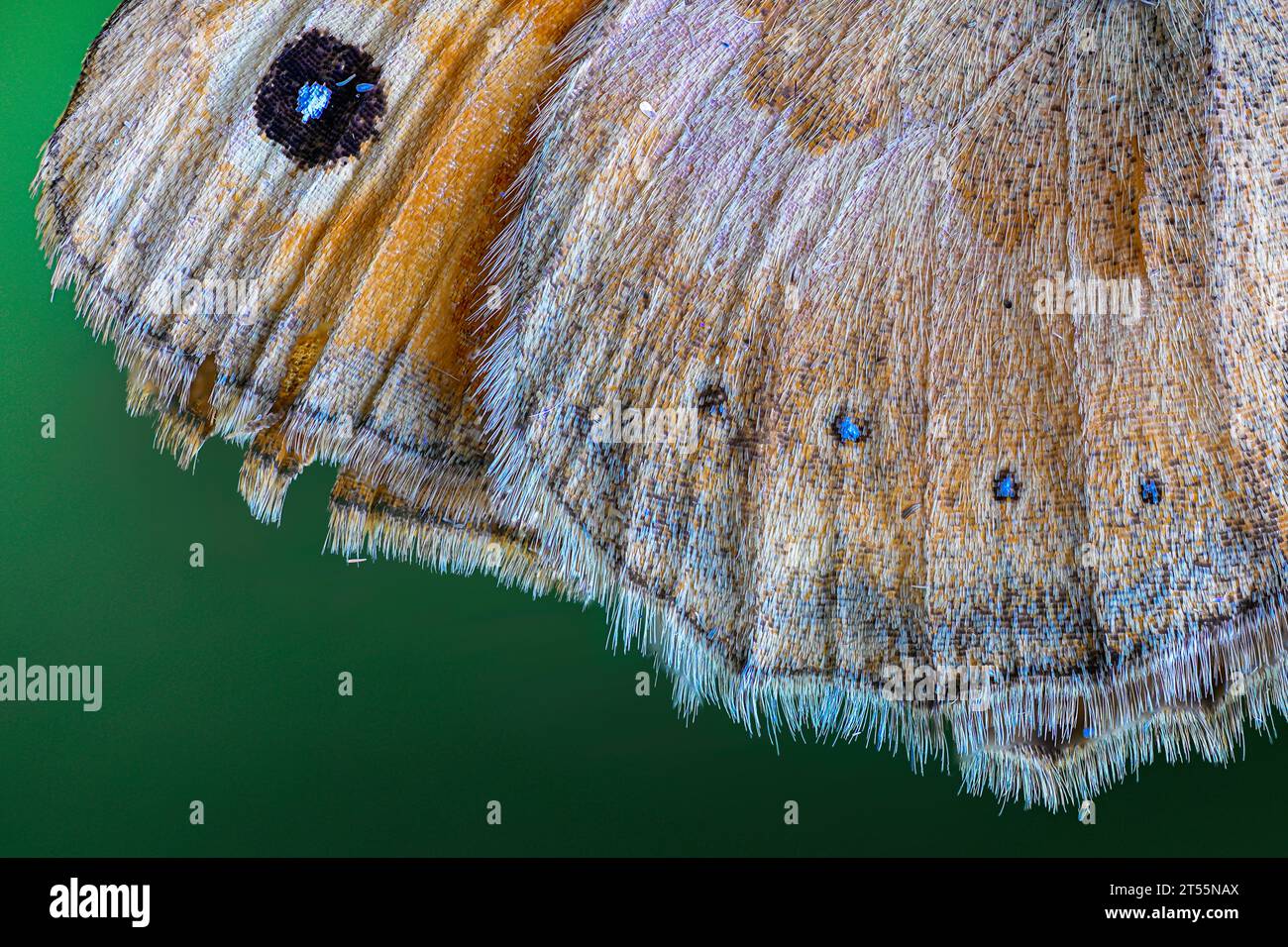 Butterfly wing scales Stock Photo - Alamy
