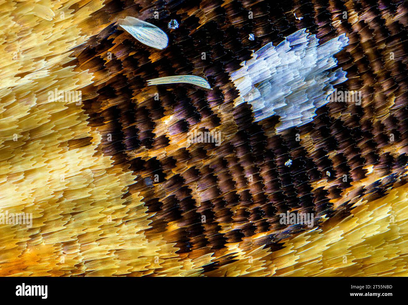 Butterfly wing scales Stock Photo - Alamy