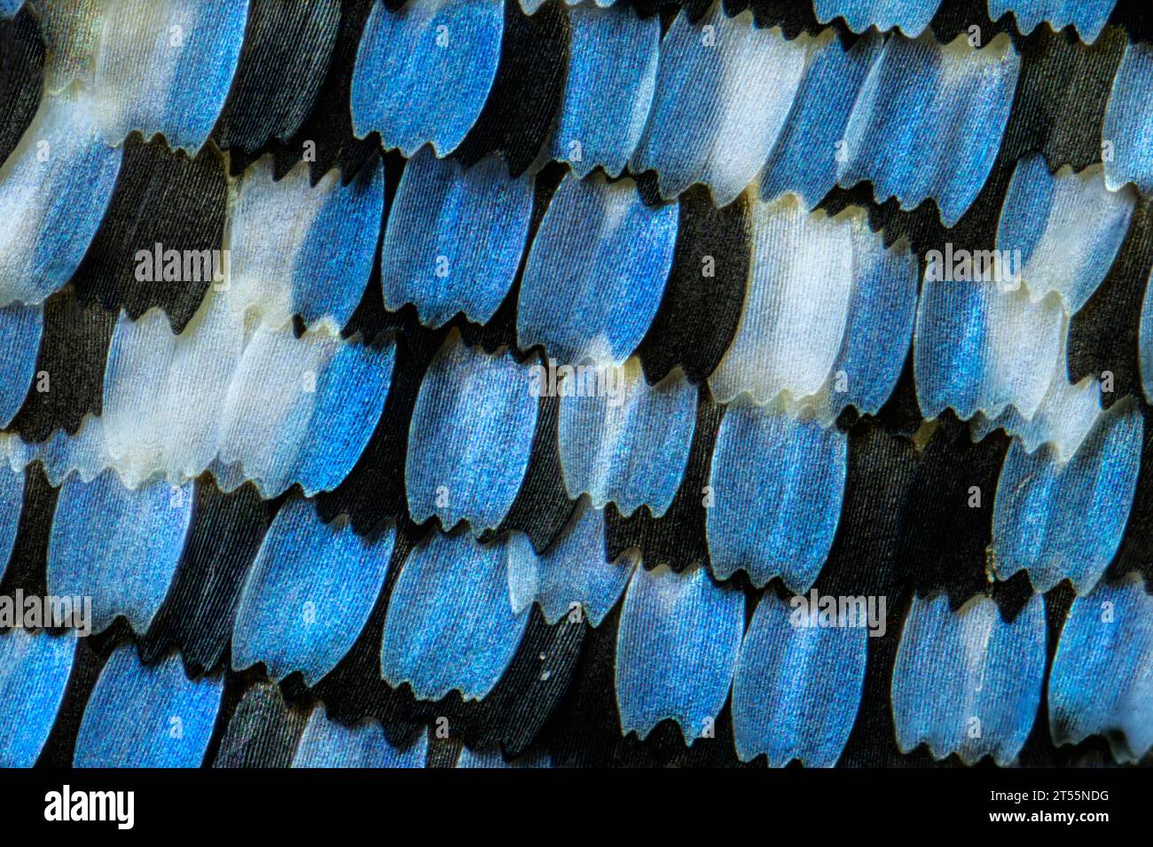 Lycaenid butterfly wing scales Stock Photo - Alamy