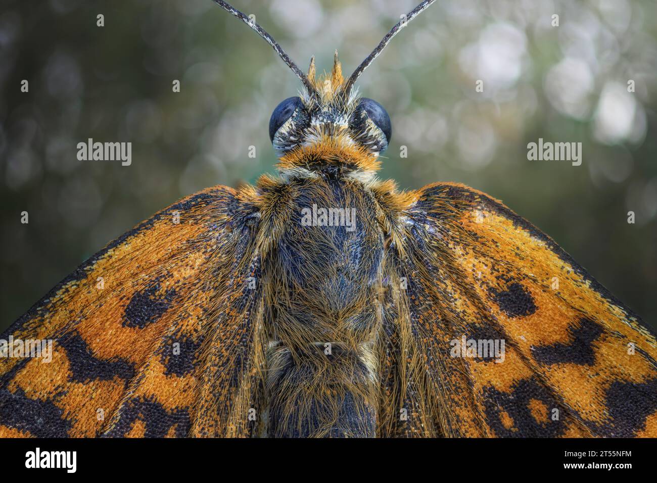 Melitaea butterfly at sunrise Stock Photo - Alamy
