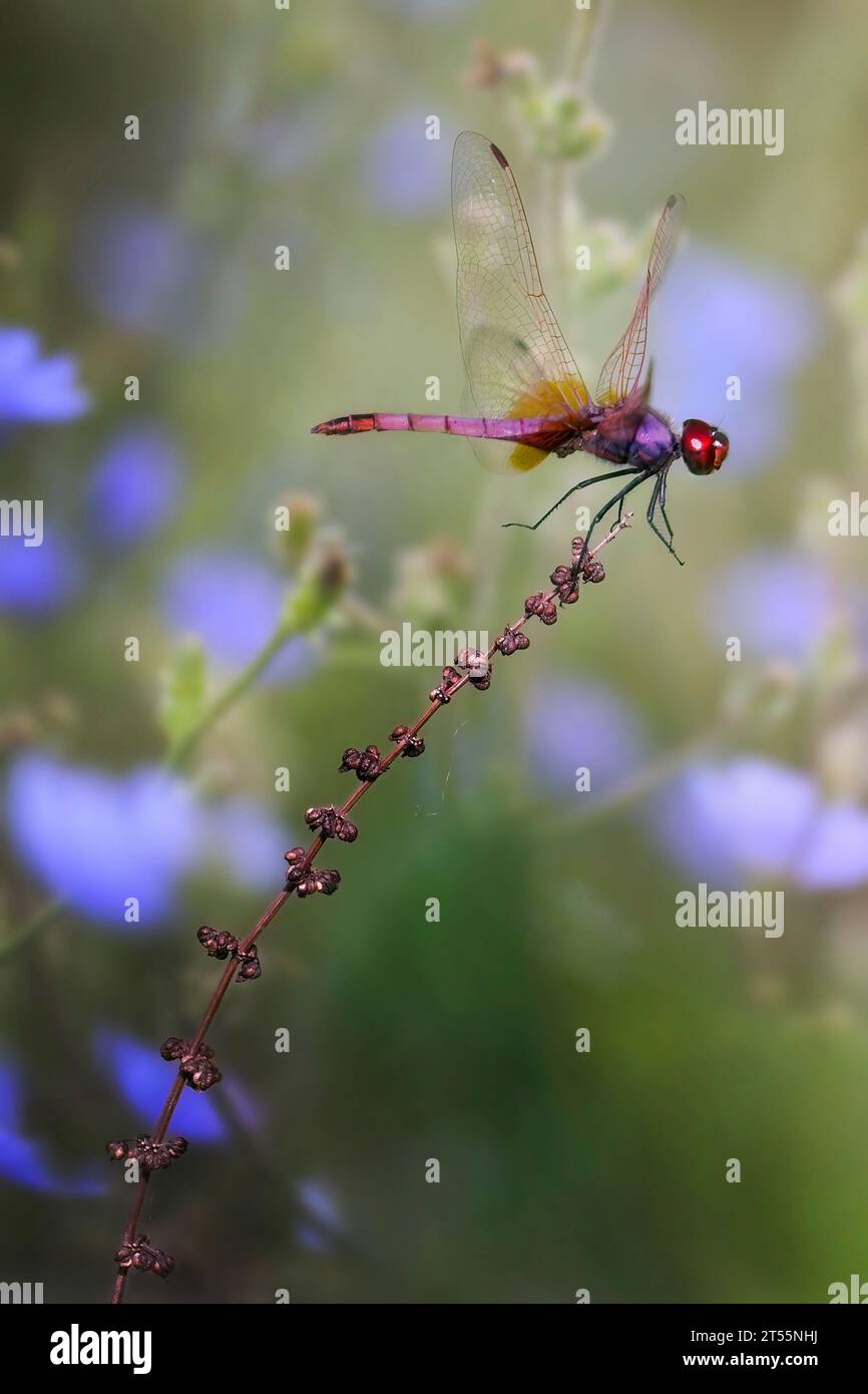 Violet dropwing (Trithemis annulata) taking flight Stock Photo - Alamy
