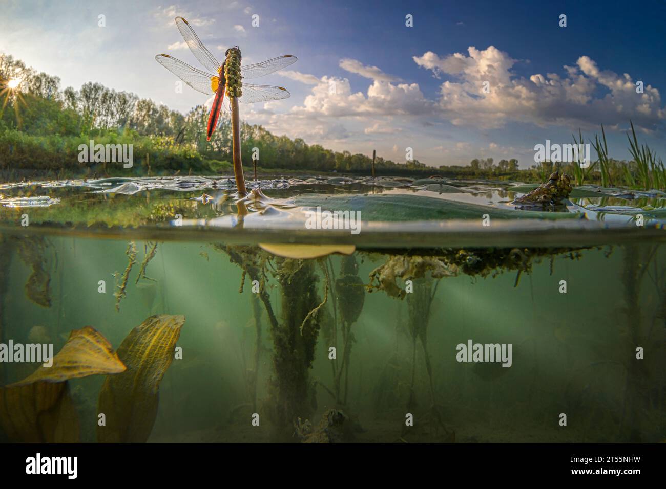 Scarlet dragonfly (Crocothemis erythraea) on an inflorescence of ...