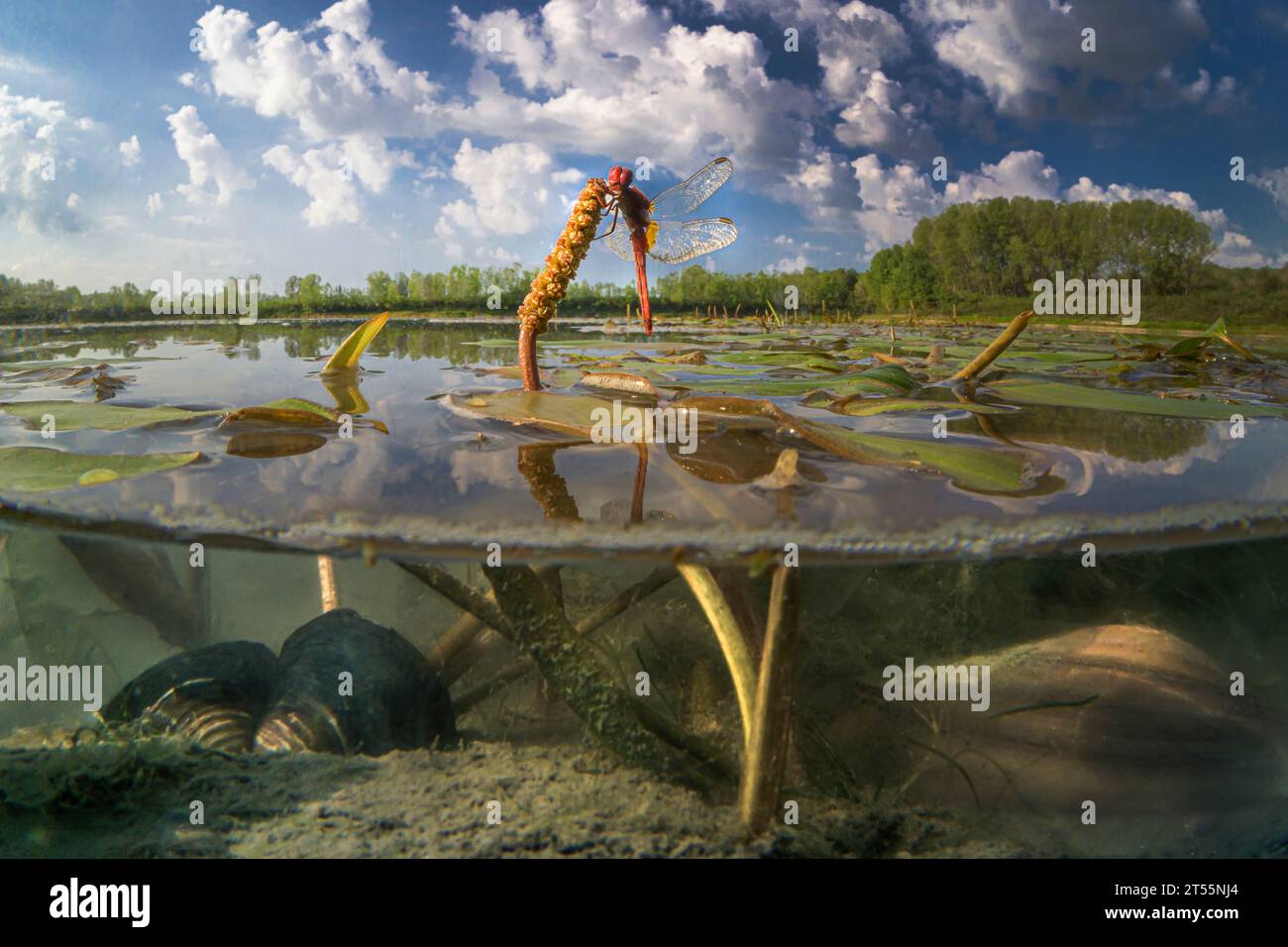 Scarlet dragonfly (Crocothemis erythraea) on an inflorescence of ...